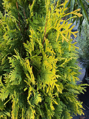 Buy George Peabody Arborvitae Plants & Trees Online | Pixies Gardens