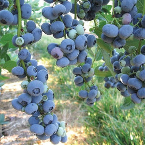 Buy Reka Blueberry Plants & Trees Online | Pixies Gardens