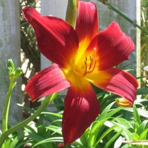 Buy Hemerocallis 'Ming Toy' Plants & Trees Online | Pixies Gardens