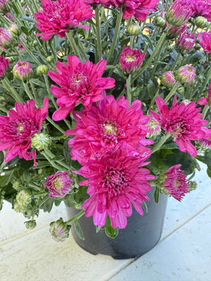 Wanda Purple Mum – Hardy Fall Chrysanthemum | Vibrant Purple Garden Bl