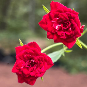 Buy Red Cascade Rose Plants & Trees Online | Pixies Gardens
