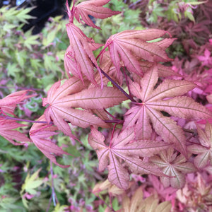 Buy Baby Ghost' Japanese Maple Plants & Trees Online | Pixies Gardens