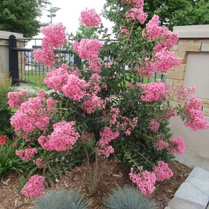 Buy Crape Myrtle Strawberry Dazzle Plants & Trees Online | Pixies Gardens