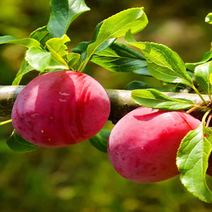 Buy AU Rubrum Plum Tree Plants & Trees Online | Pixies Gardens