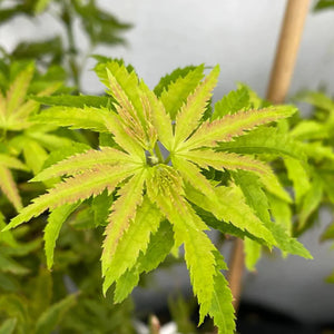 Buy Ukon Japanese Maple Plants & Trees Online | Pixies Gardens