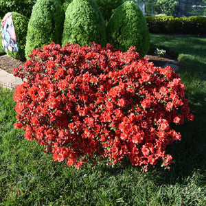 Buy Autumn Fire Encore Azalea Plants & Trees Online | Pixies Gardens