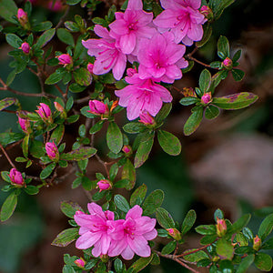 Buy Carror Carla Azalea Plants & Trees Online | Pixies Gardens