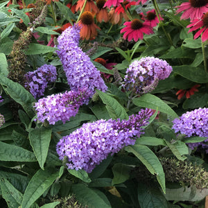 Buddleia X Pugster Amethyst Butterfly Bush buy online plants and trees ...