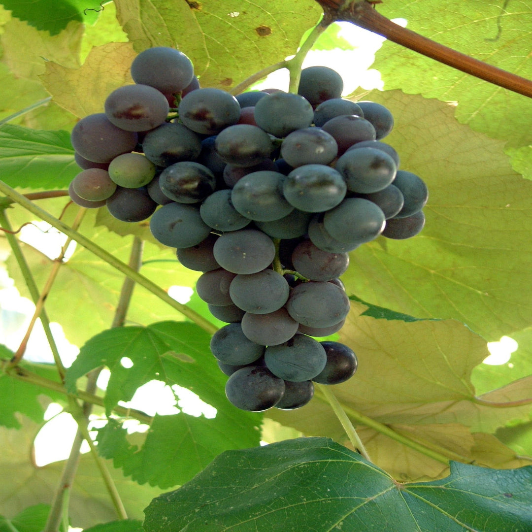 Buy Concord Seeded Grape Plants & Trees Online | Pixies Gardens