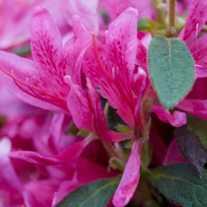 Pink Ribbons Deja Bloom Azalea for Sale | Zones 6–9