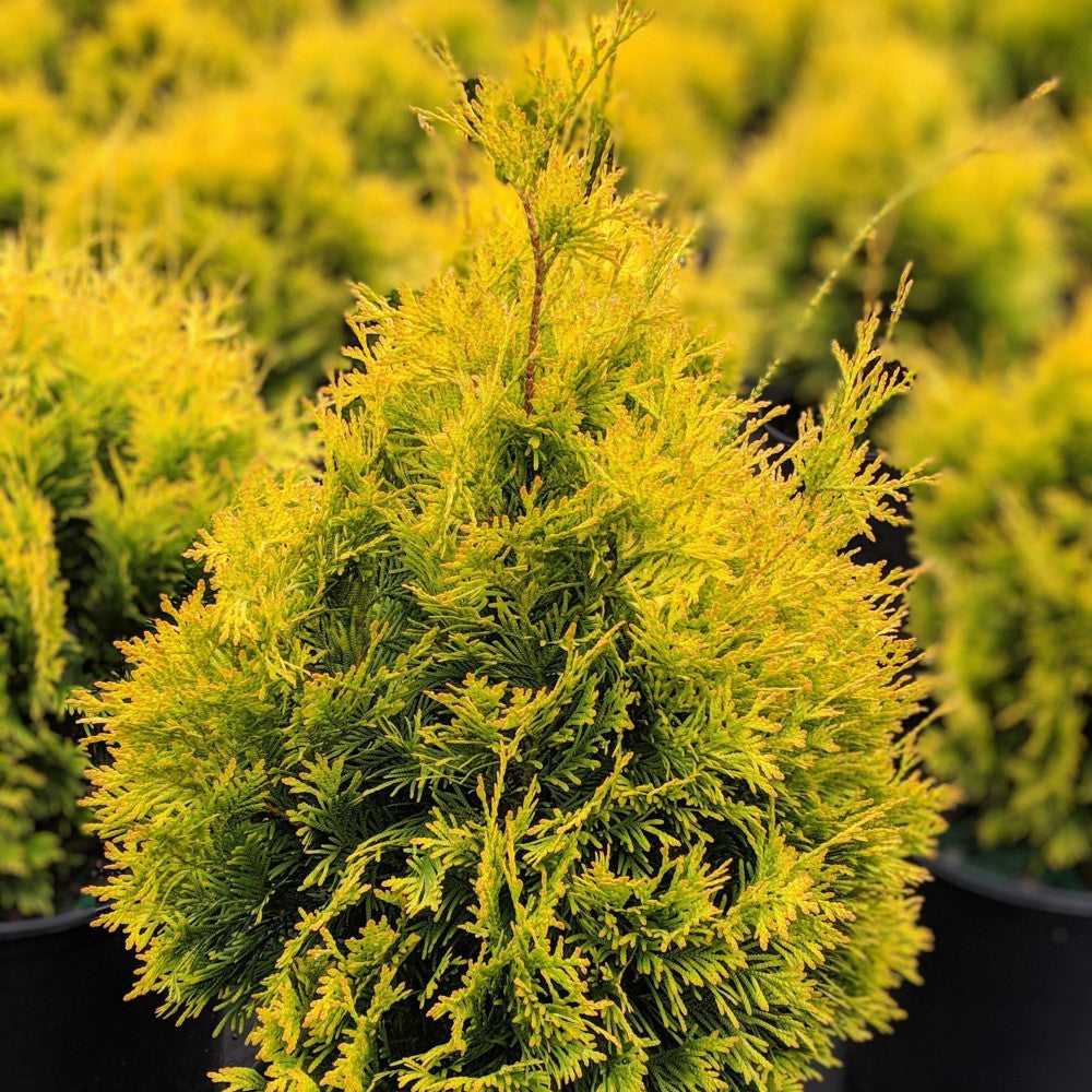 Buy George Peabody Arborvitae Plants & Trees Online | Pixies Gardens
