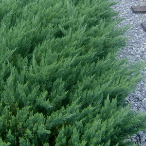 Buy Parsoni Juniper, Evergreen, Low Plants & Trees Online | Pixies Gardens