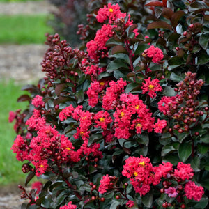 Lagerstroemia Barista 'Cherry Mocha' Dwarf Crapemyrtle - [EG]