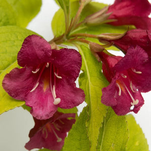 Buy Golden Weigela Plants & Trees Online | Pixies Gardens