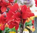 Buy Canna 'Red Velvet' Dwarf Canna Lily. Plants & Trees Online | Pixies ...