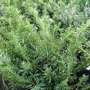 Buy Cephlataxus Creeping Yew Plants & Trees Online | Pixies Gardens