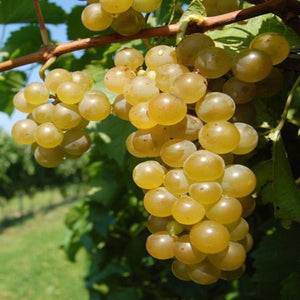 Buy Vidal Blanc Grape Plants & Trees Online | Pixies Gardens