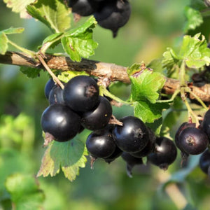 Buy Jostaberry Plants & Trees Online | Pixies Gardens