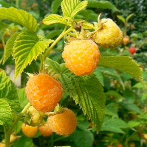 Buy Fall Gold Raspberry Plants & Trees Online | Pixies Gardens