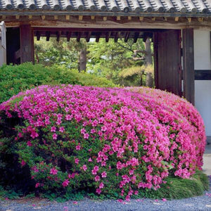Buy Hybrid Judge Solomon Azalea Plants & Trees Online | Pixies Gardens