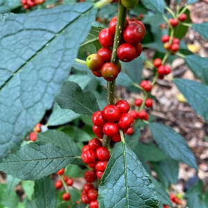 Winter Red Winterberry Holly is The Cold Hardiest of All Holly ...